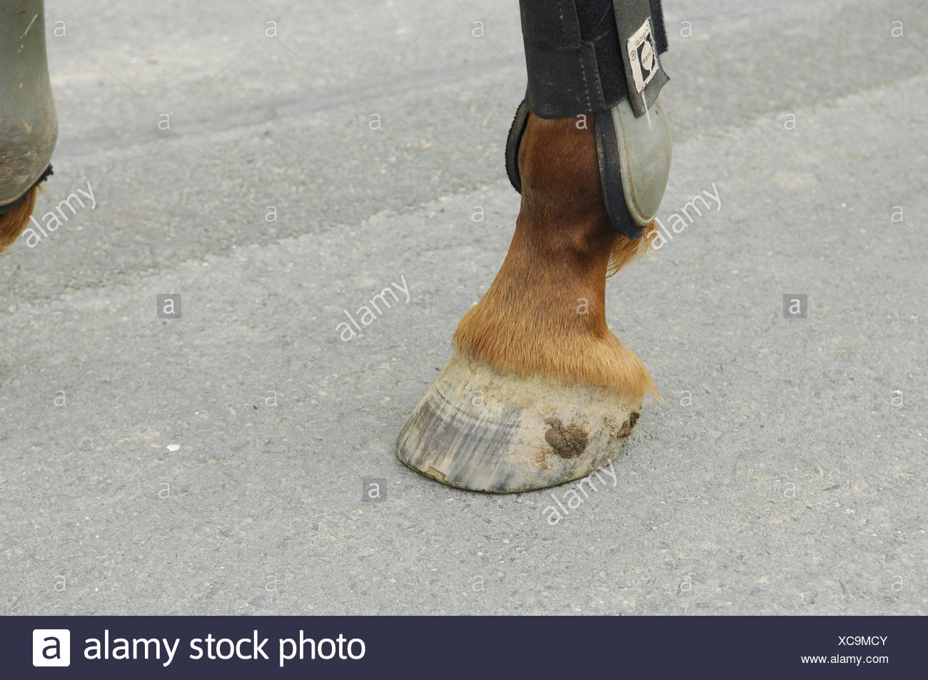 Hoof Injury High Resolution Stock Photography and Images - Alamy