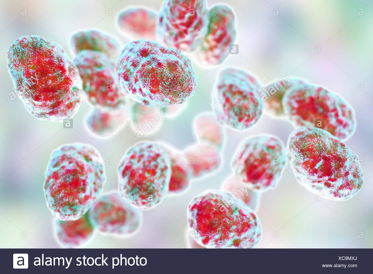 Coccobacillus High Resolution Stock Photography and Images - Alamy