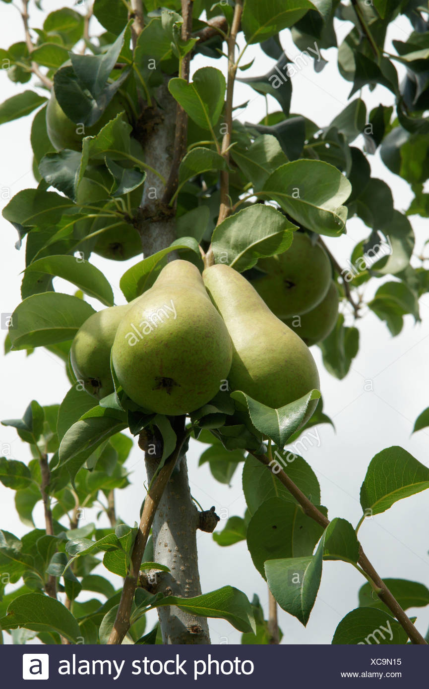 Pear Tree Pyrus Communis Concorde Stock Photos & Pear Tree Pyrus ...