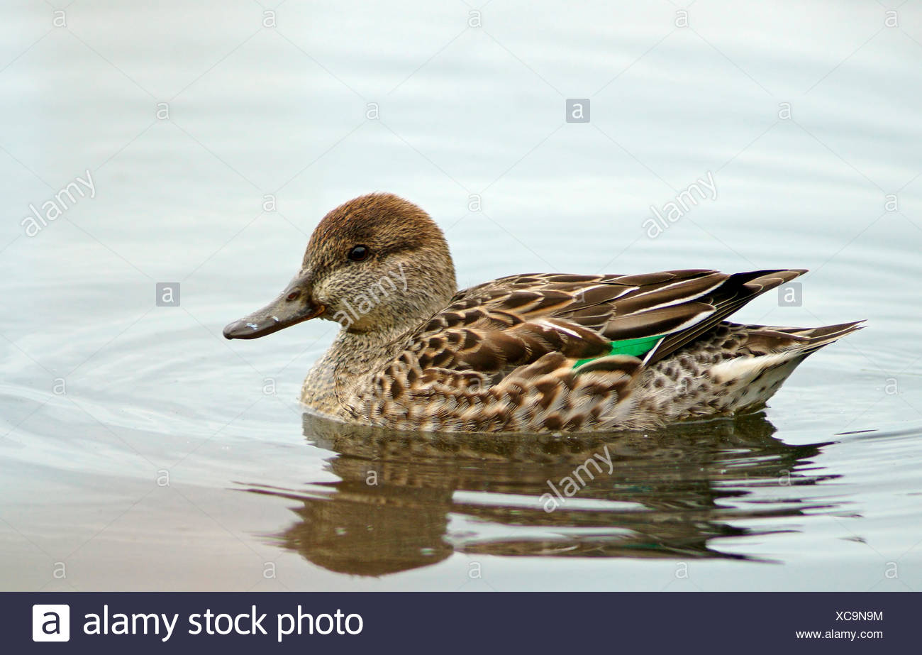 Female Common Teal High Resolution Stock Photography and Images - Alamy