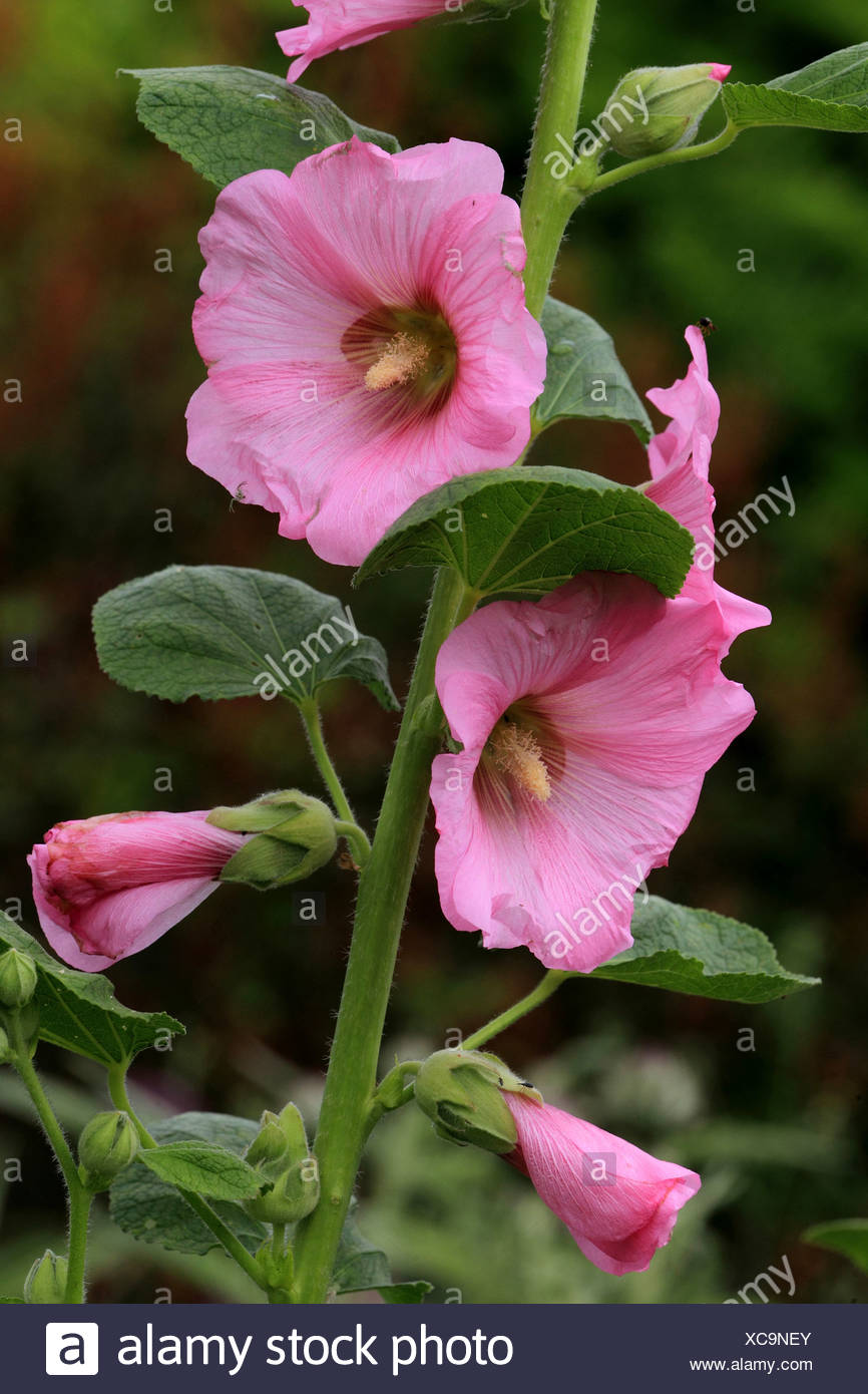 Holly Hock High Resolution Stock Photography and Images - Alamy
