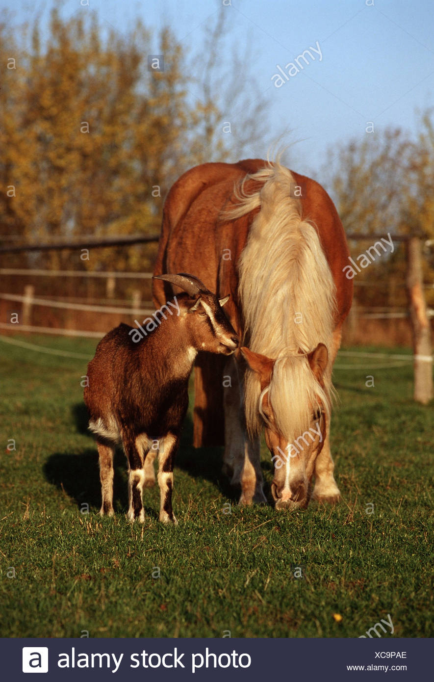 Goat Willows High Resolution Stock Photography and Images - Alamy