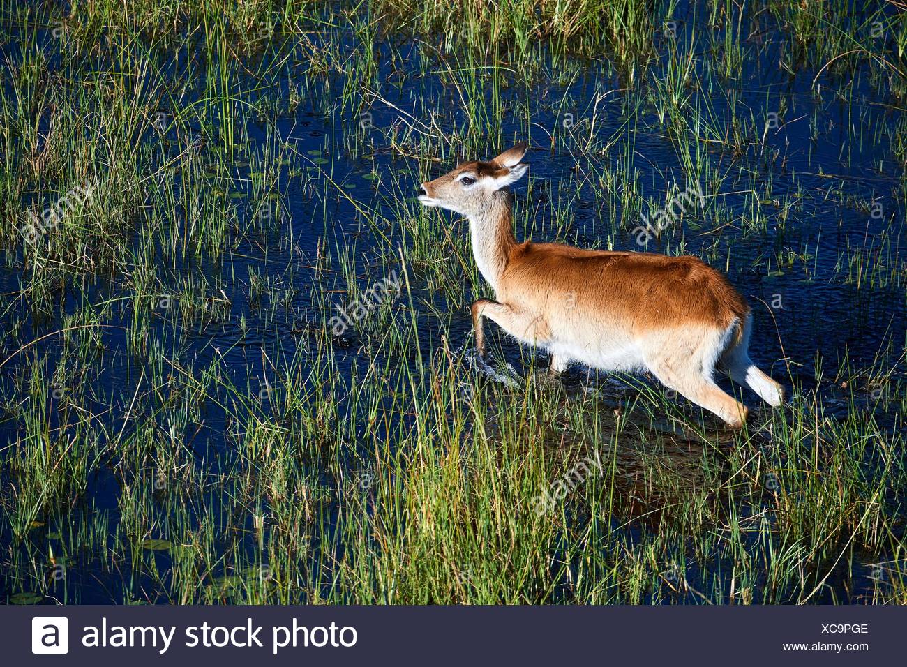 The Lechwe Southern Kobus Leche Antelope Botswana High Resolution Stock ...