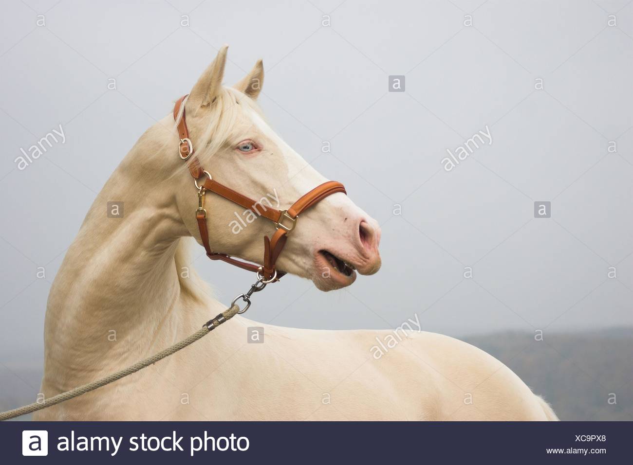 Stallion Behaviour High Resolution Stock Photography and Images - Alamy