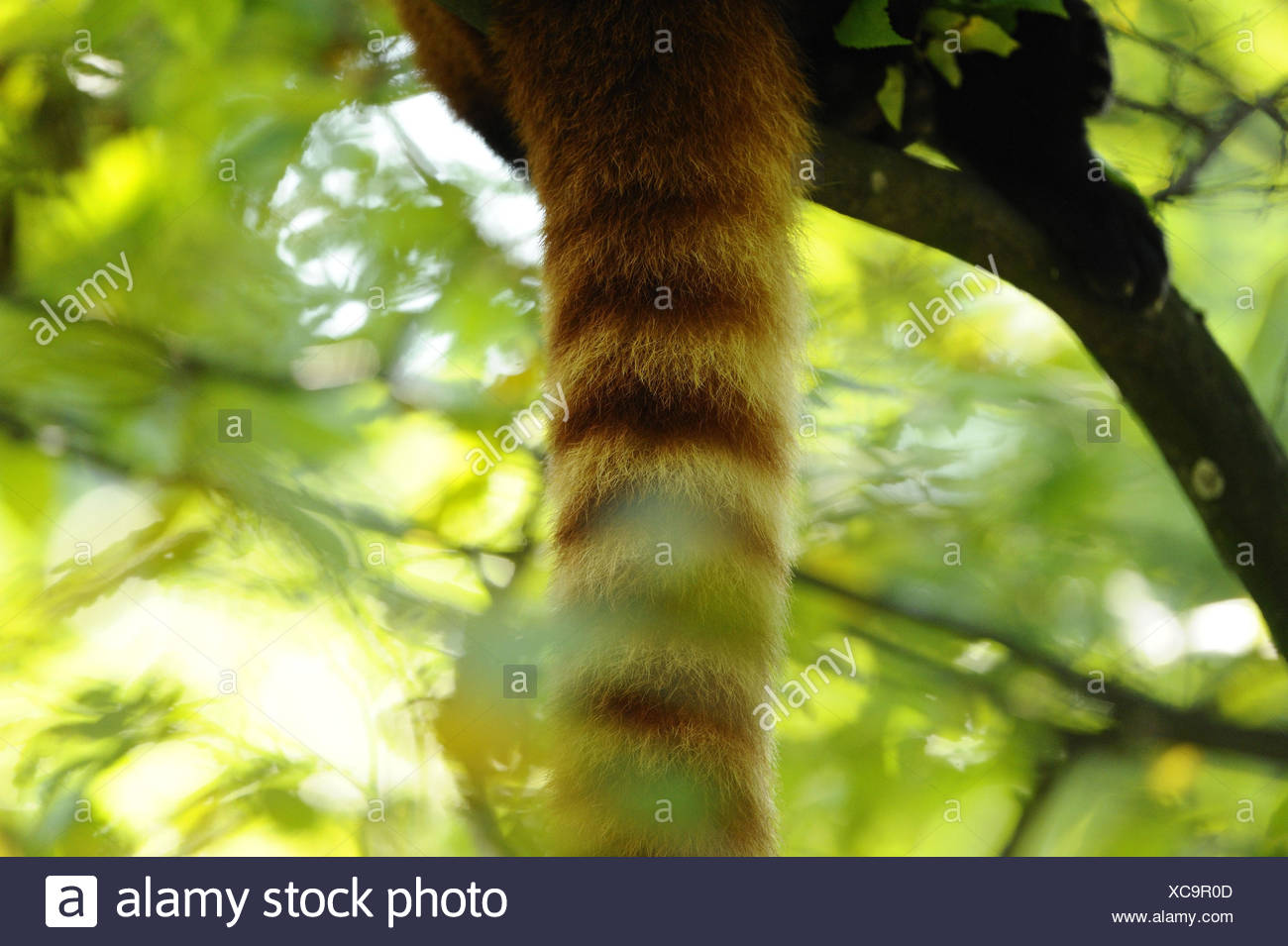 Vertebrate Horizontal Animal Tail High Resolution Stock Photography and ...