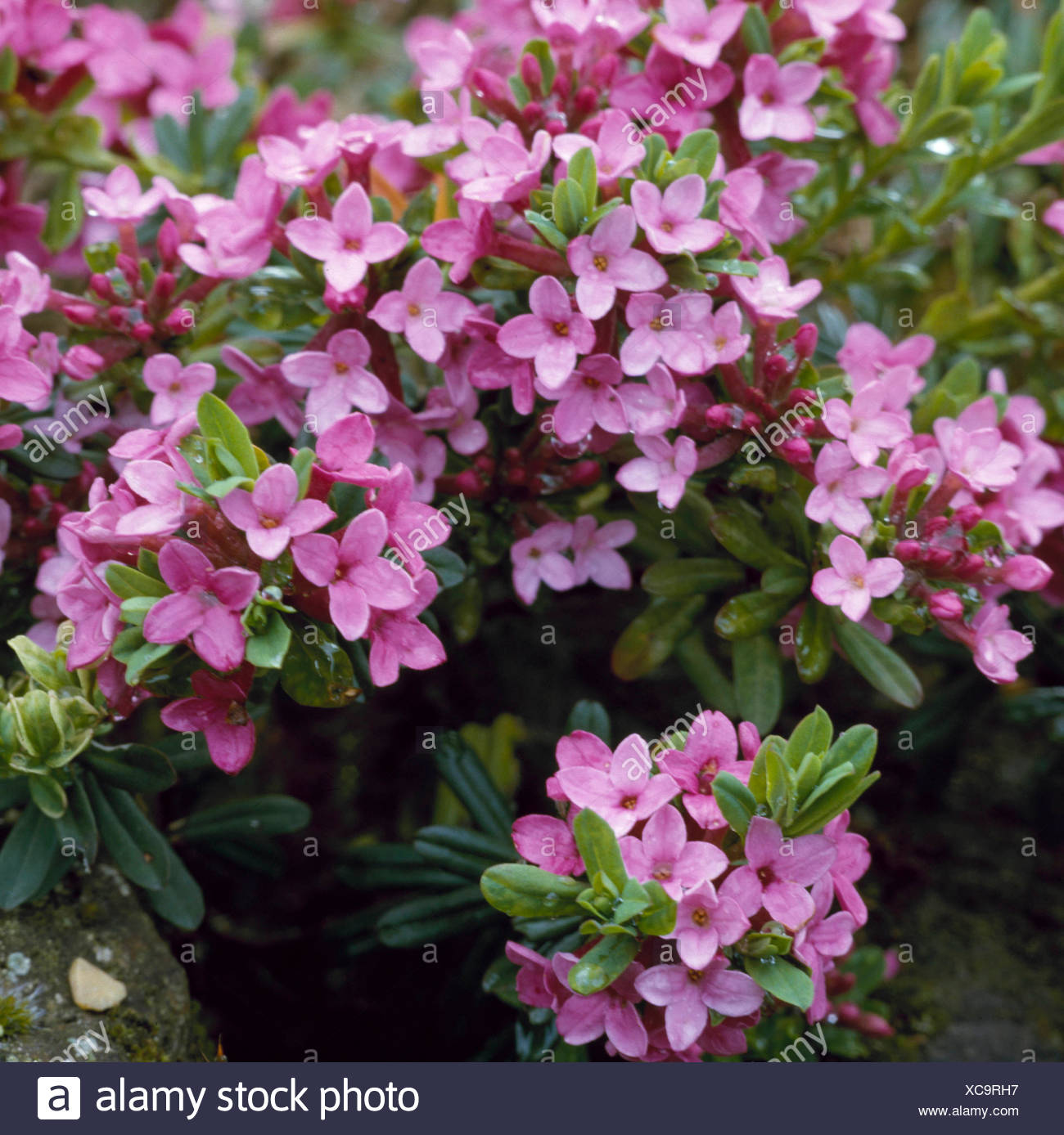 Garland Flower Daphne Cneorum Stock Photos & Garland Flower Daphne ...