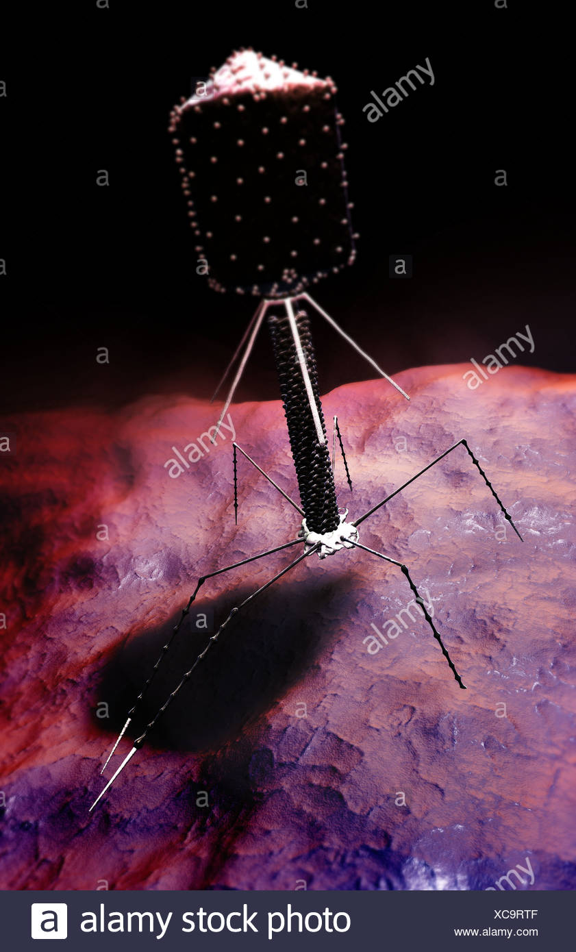 Enterobacteria Phage High Resolution Stock Photography and Images - Alamy