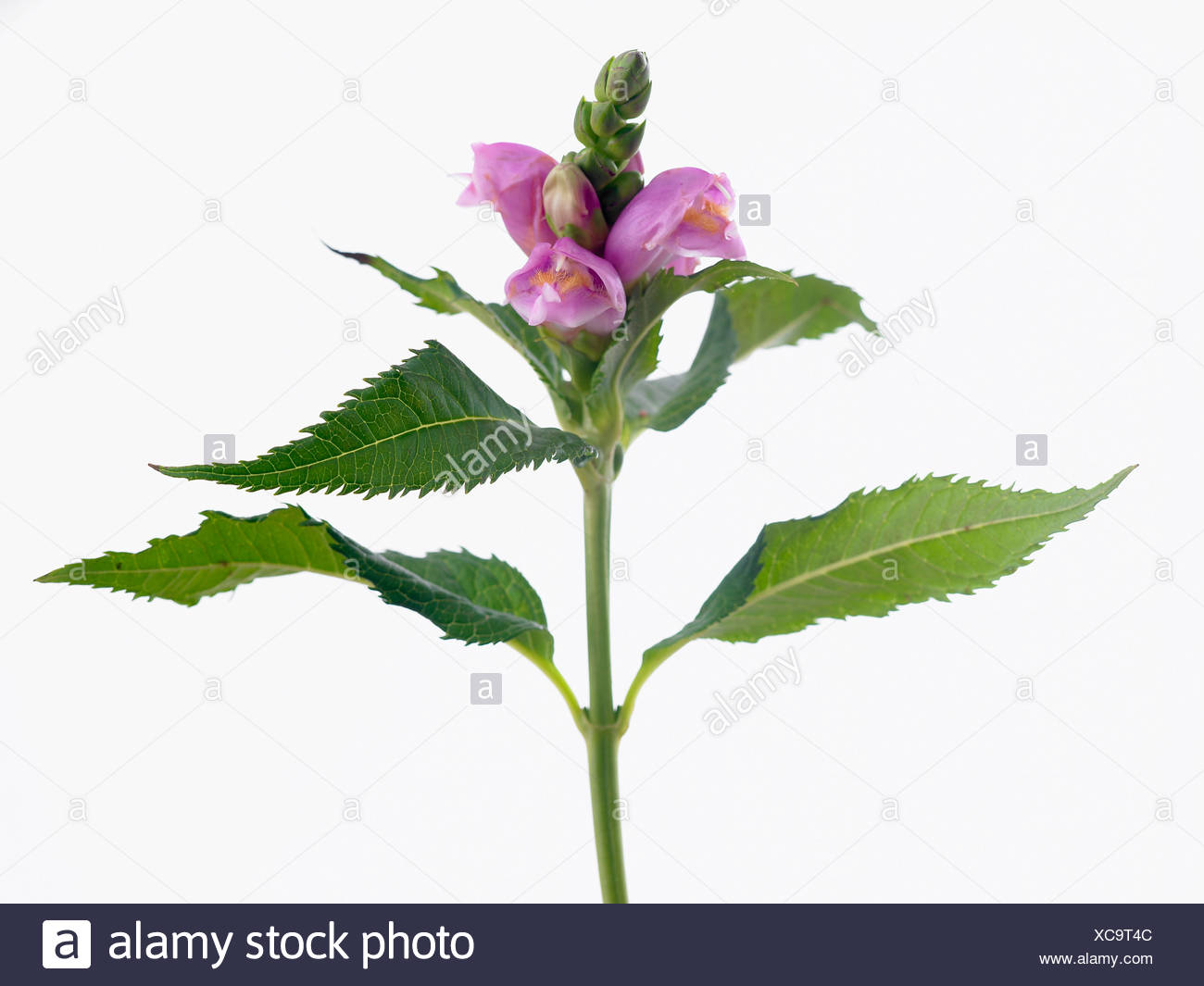 Twisted Plant Stem High Resolution Stock Photography and Images - Alamy