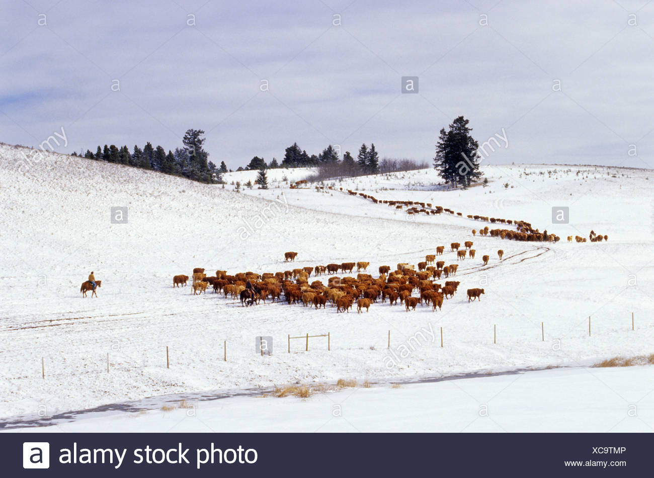 Roundup Cattle High Resolution Stock Photography and Images - Alamy
