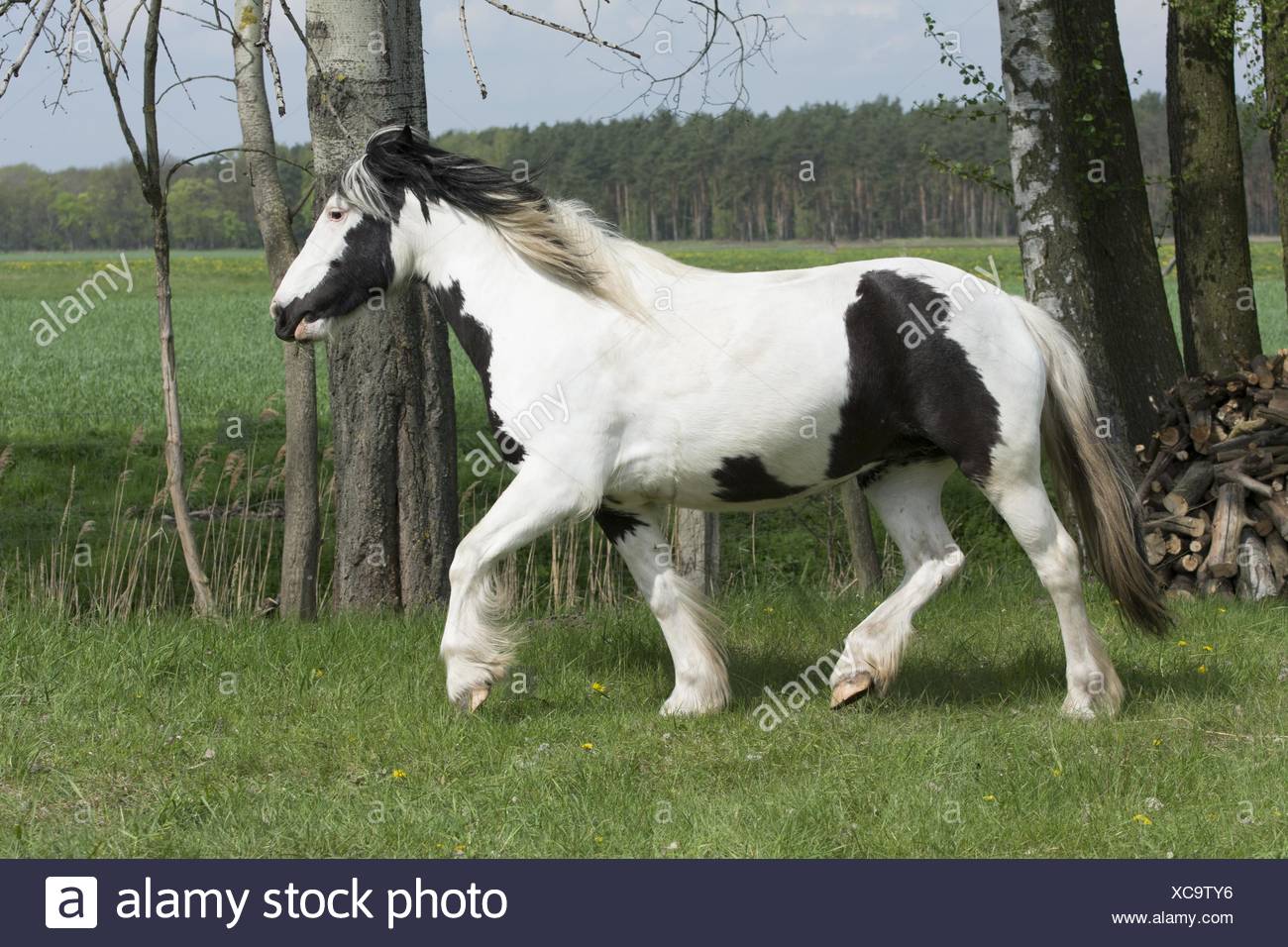 Bunte Pferde High Resolution Stock Photography and Images - Alamy