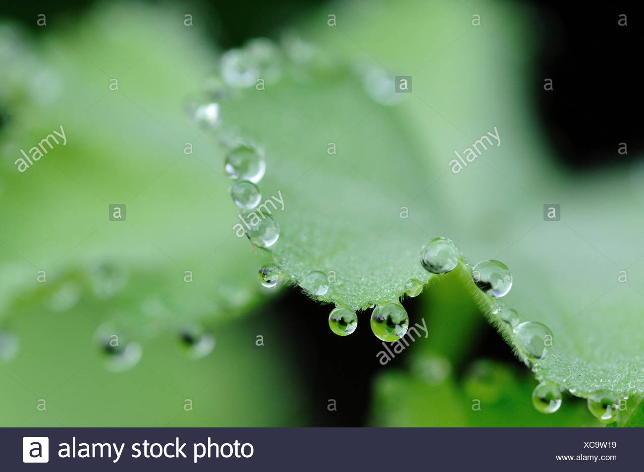 Guttation At Leaves Stock Photos & Guttation At Leaves Stock Images - Alamy