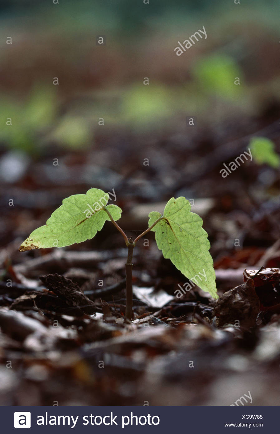 Sycamore Seedling Stock Photos & Sycamore Seedling Stock Images - Alamy