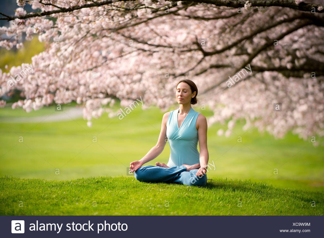 Species Of Cherry Tree High Resolution Stock Photography and Images - Alamy