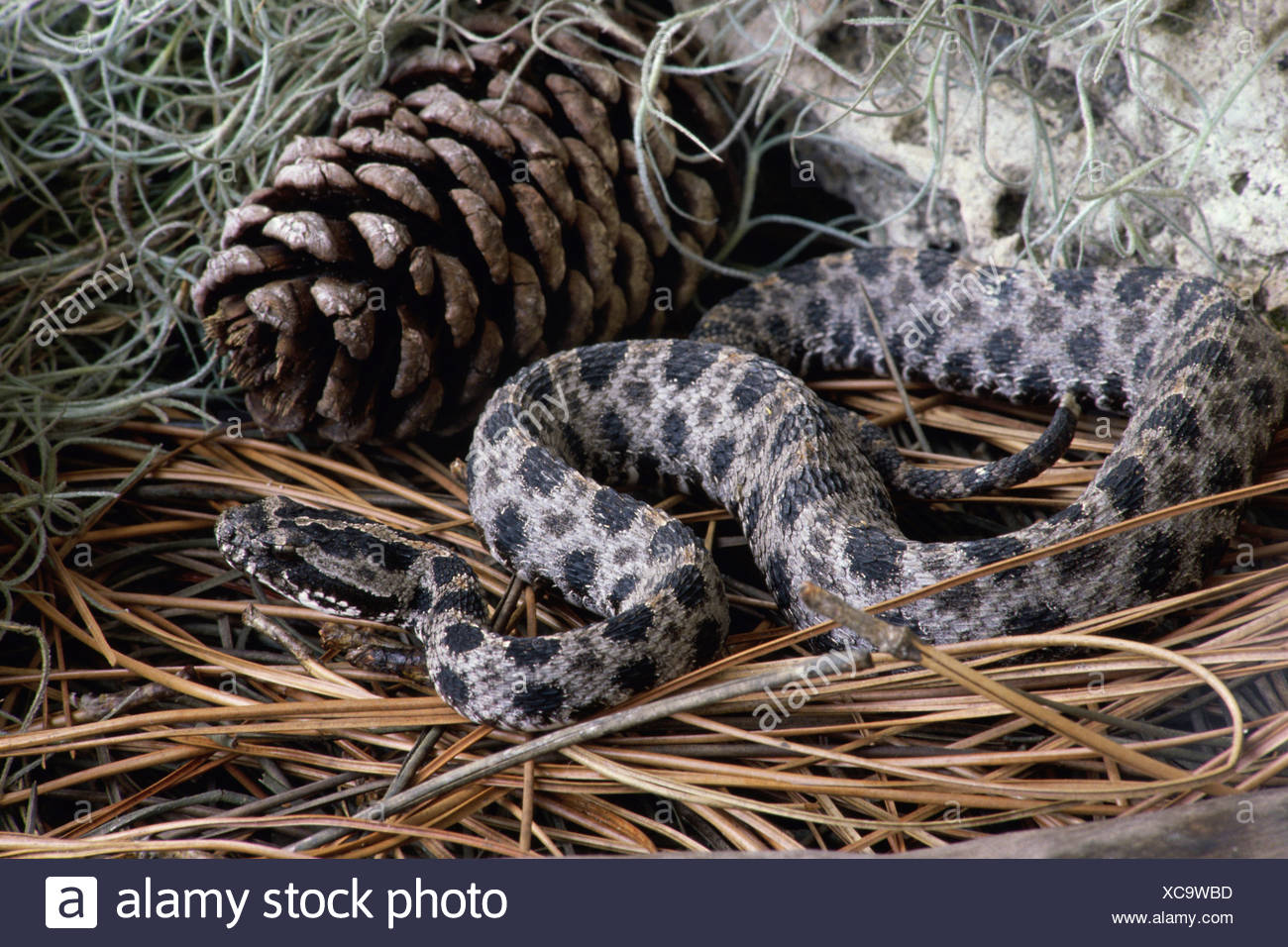 Pygmy Rattlesnake High Resolution Stock Photography and Images - Alamy