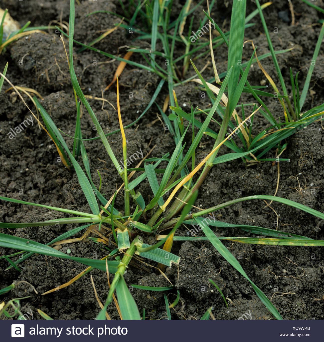 Frit Stock Photos & Frit Stock Images - Alamy
