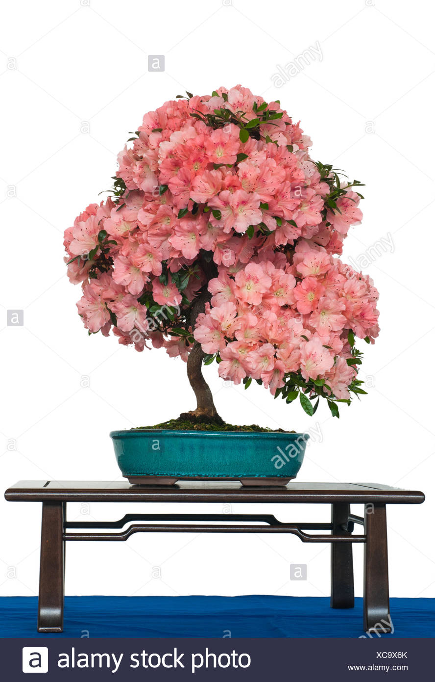 Azalea Tree High Resolution Stock Photography and Images - Alamy