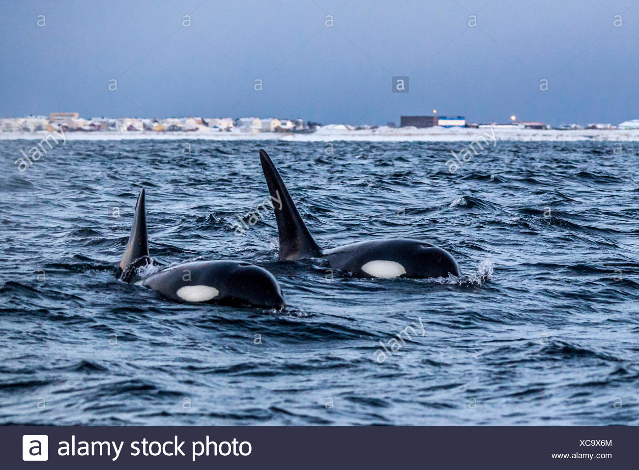 Male Orca Stock Photos & Male Orca Stock Images - Alamy