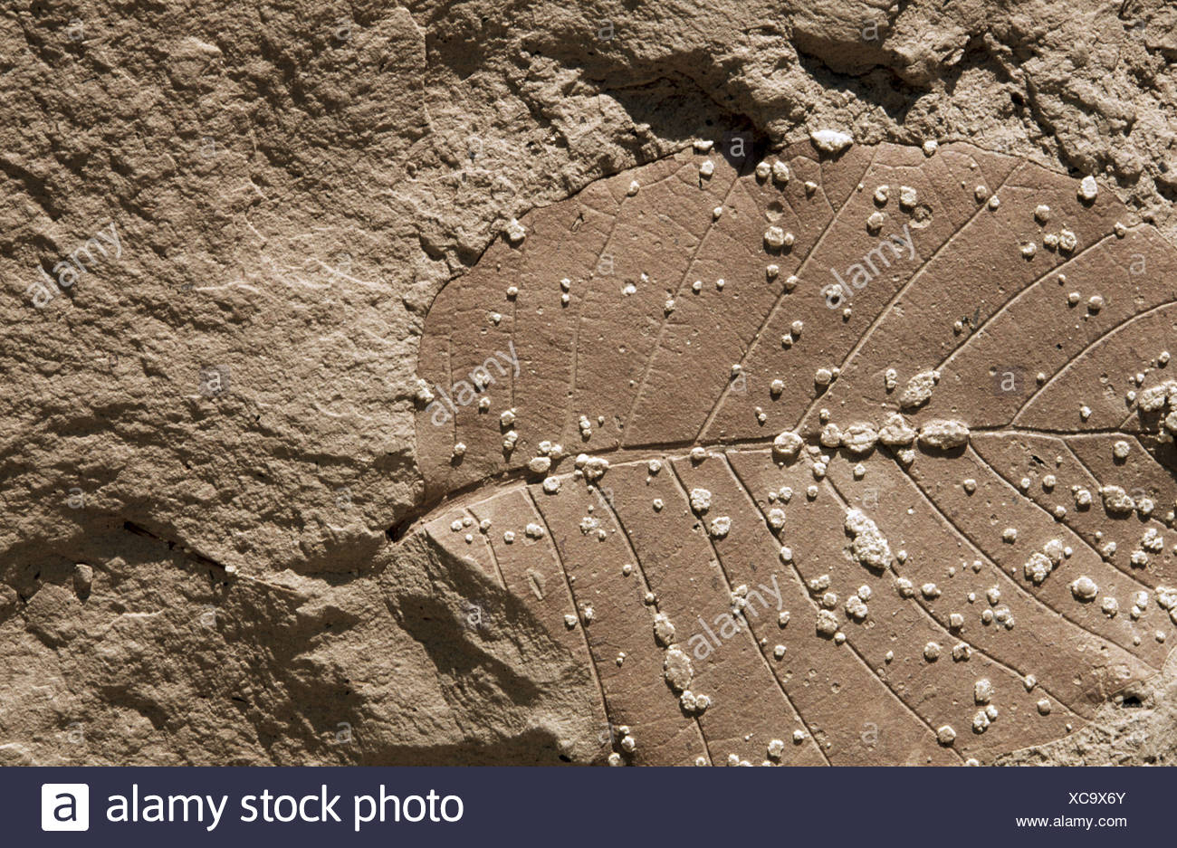 Angiosperm Fossil High Resolution Stock Photography and Images - Alamy