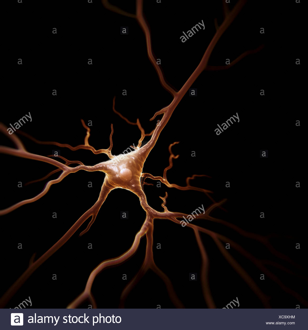 Cerebral Cortex Neuron High Resolution Stock Photography and Images - Alamy