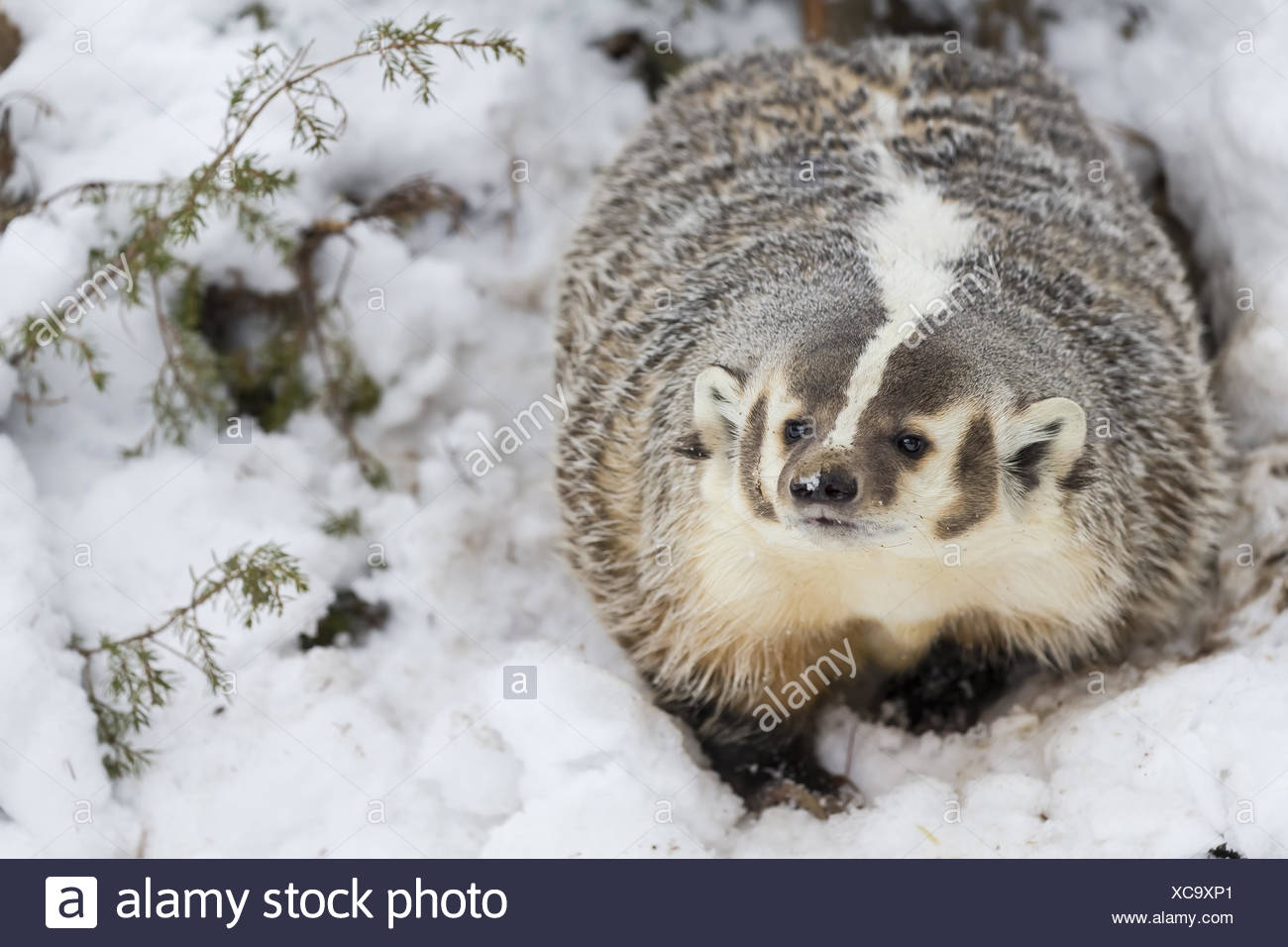 American Badger In Snow Stock Photos & American Badger In Snow Stock ...