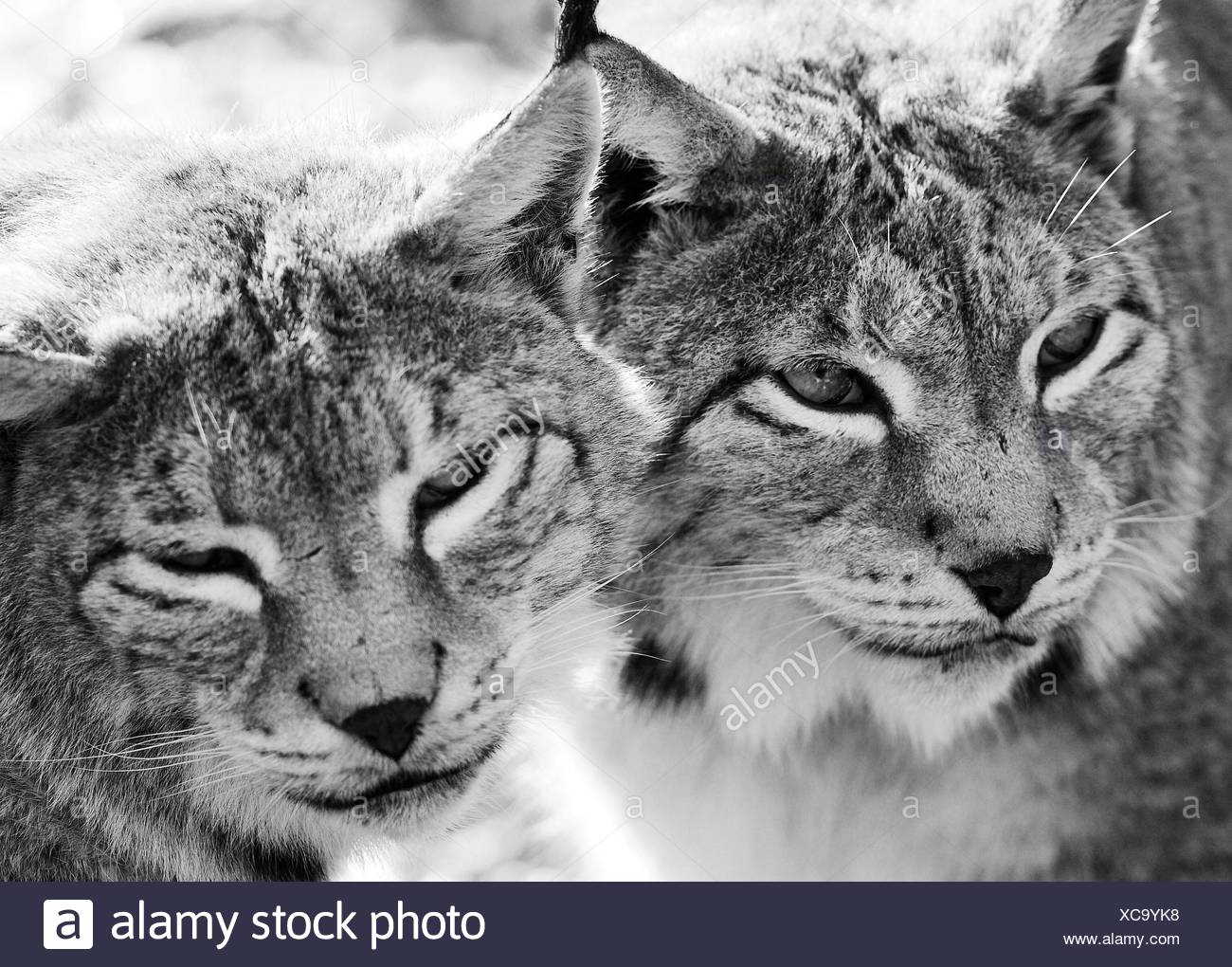 Lynx Black High Resolution Stock Photography and Images - Alamy