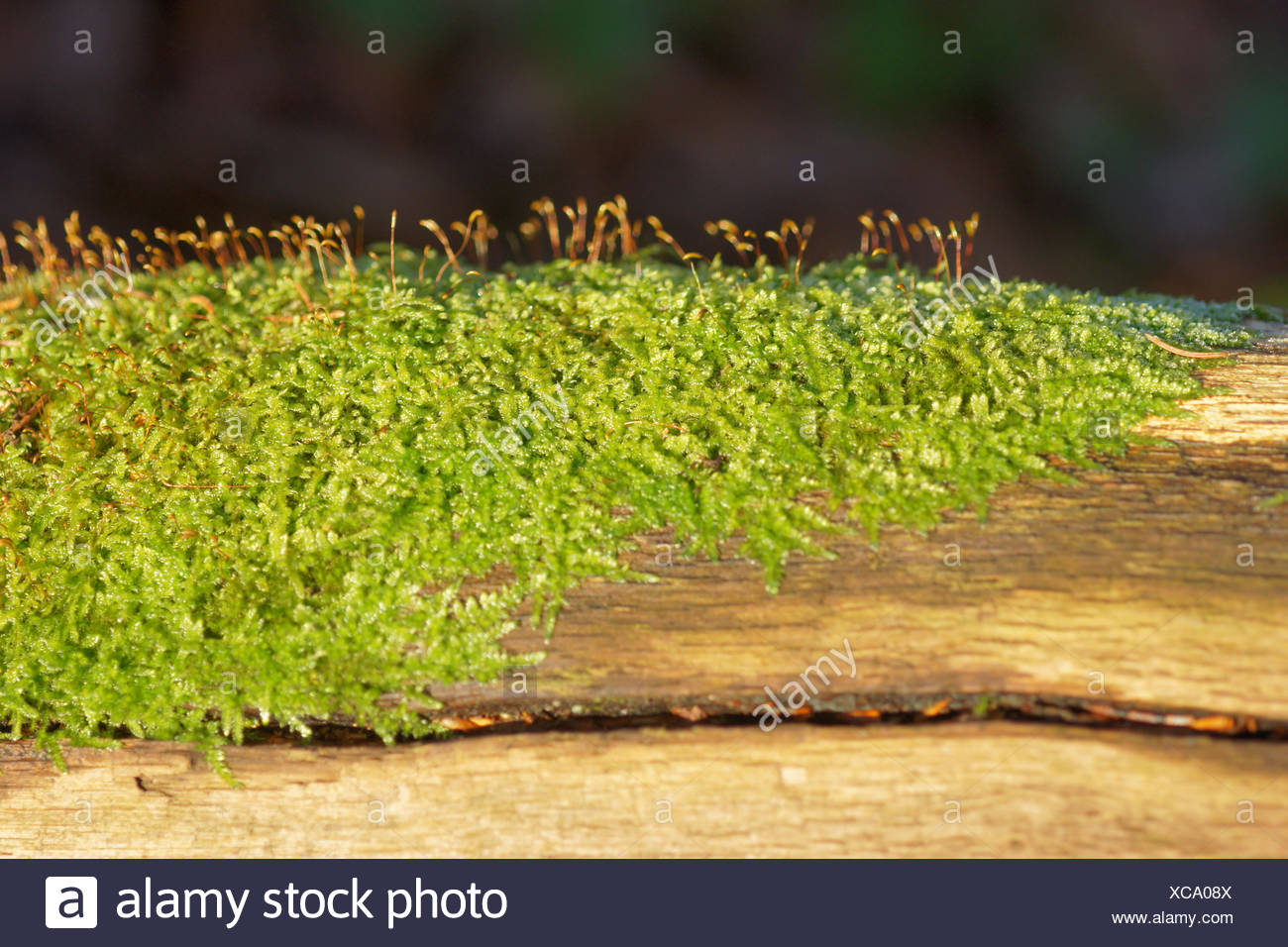 Sporn High Resolution Stock Photography and Images - Alamy