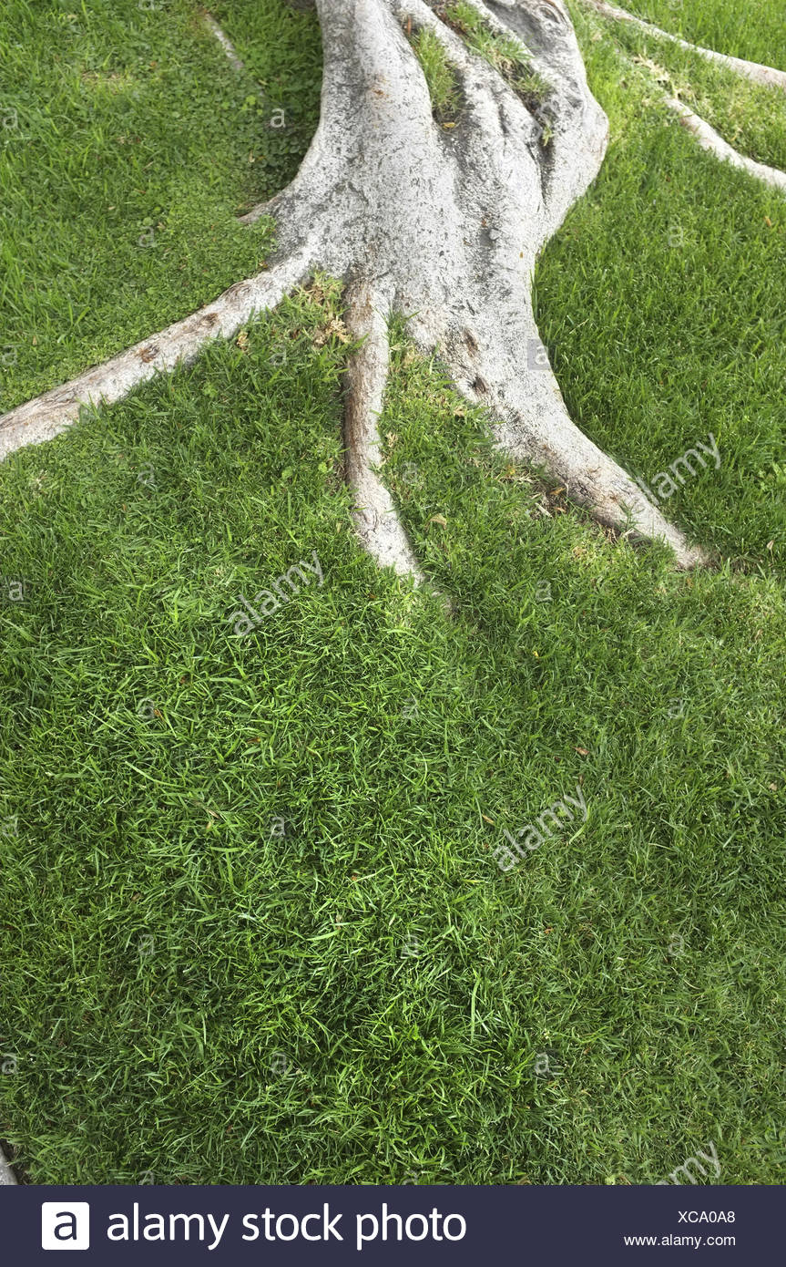 Root And Branch High Resolution Stock Photography and Images - Alamy