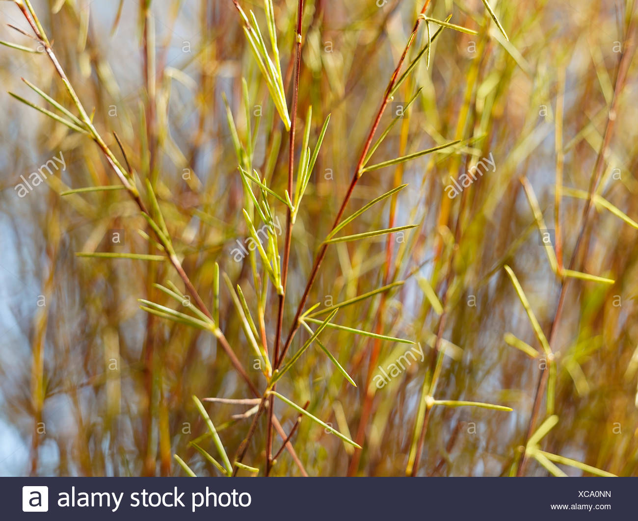 Aspalathus Linearis Stock Photos & Aspalathus Linearis Stock Images - Alamy