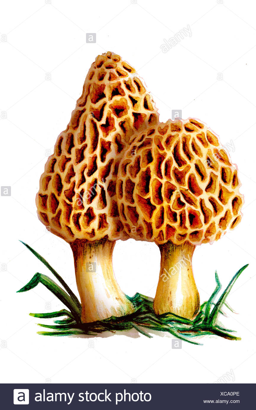 Common Morels High Resolution Stock Photography and Images - Alamy