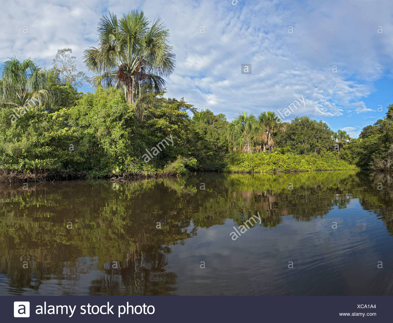Tropical Rain Forest Ecosystem High Resolution Stock Photography and ...