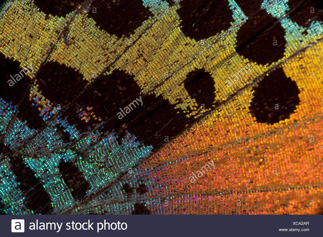 Urania Ripheus Stock Photos & Urania Ripheus Stock Images - Alamy
