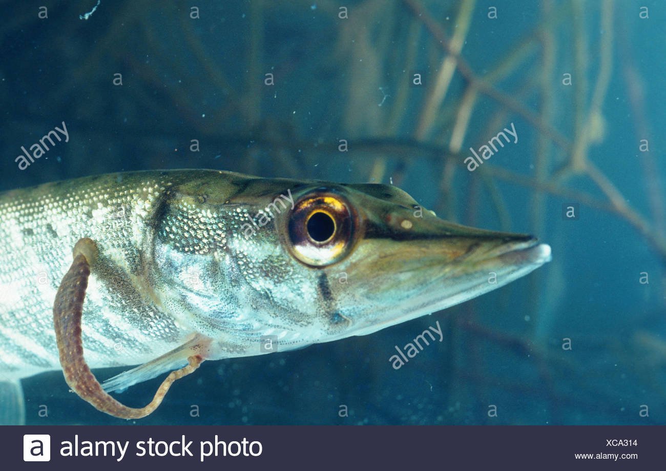 Piscicola High Resolution Stock Photography and Images - Alamy