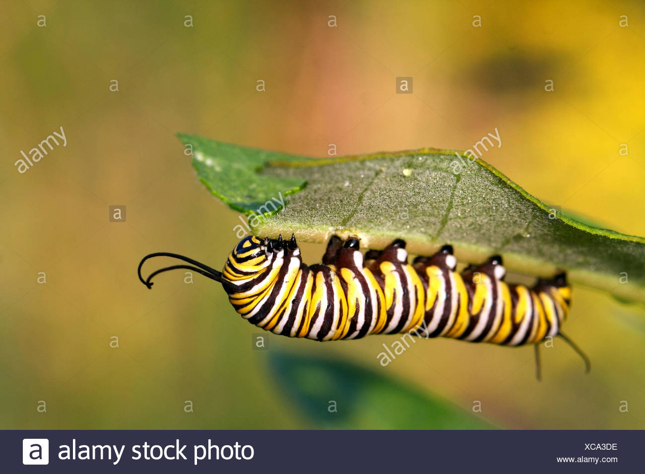 Monarch Butterfly Larvae Caterpillar High Resolution Stock Photography ...