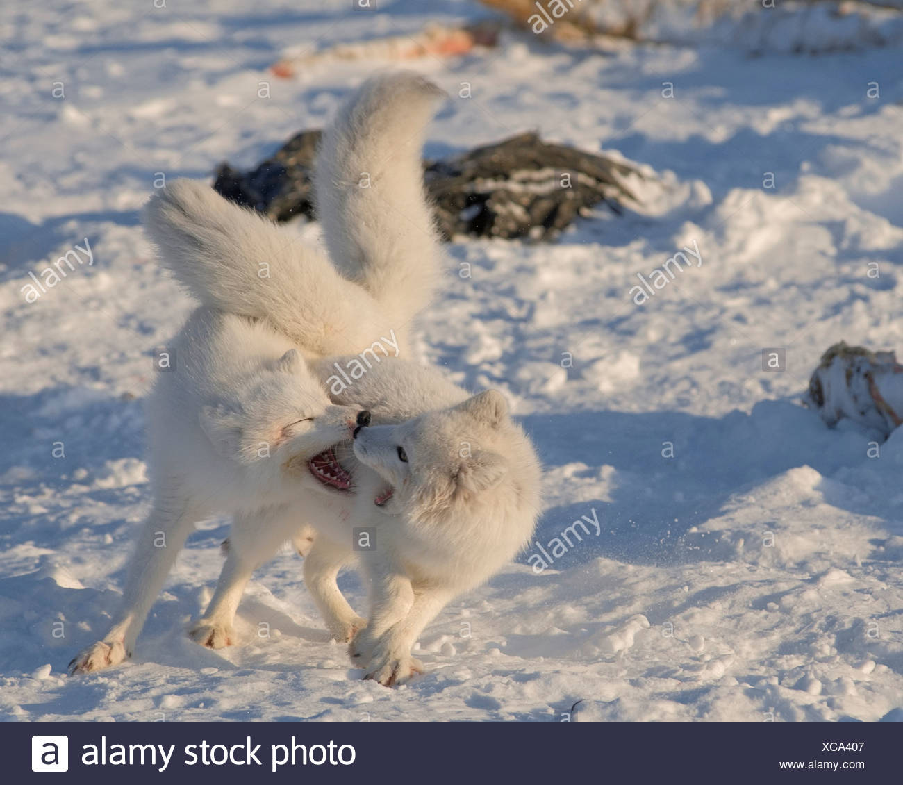 Arctic Fox Jumping High Resolution Stock Photography and Images - Alamy
