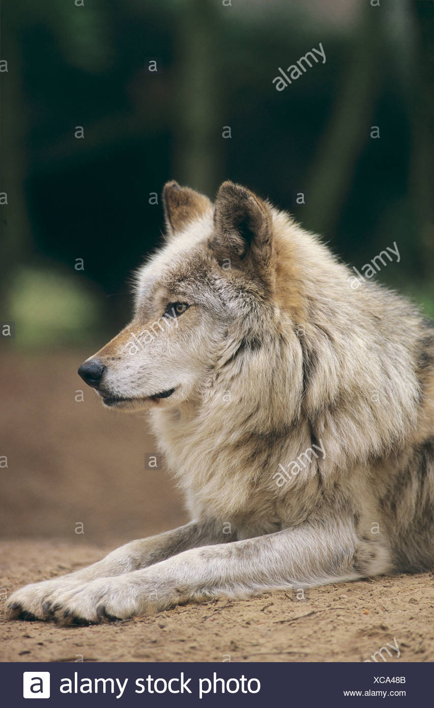 Mackenzie Valley Wolves Stock Photos & Mackenzie Valley Wolves Stock ...