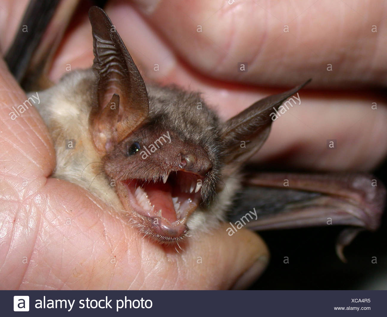 Insectivore Teeth High Resolution Stock Photography and Images - Alamy