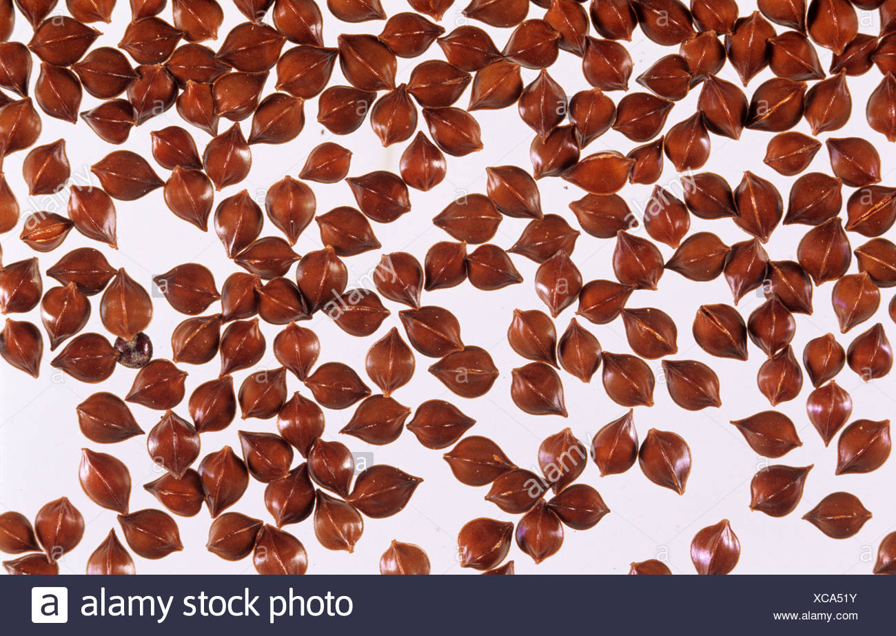 Curled Dock Rumex Crispus High Resolution Stock Photography and Images ...