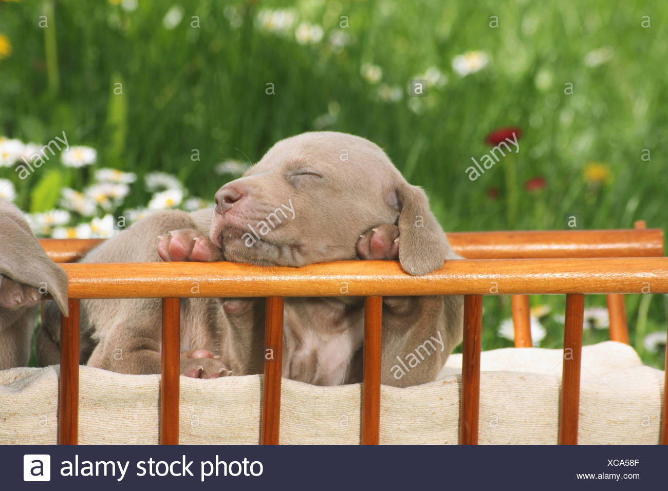 Weimaraner Puppy Sleeping High Resolution Stock Photography and Images - Alamy