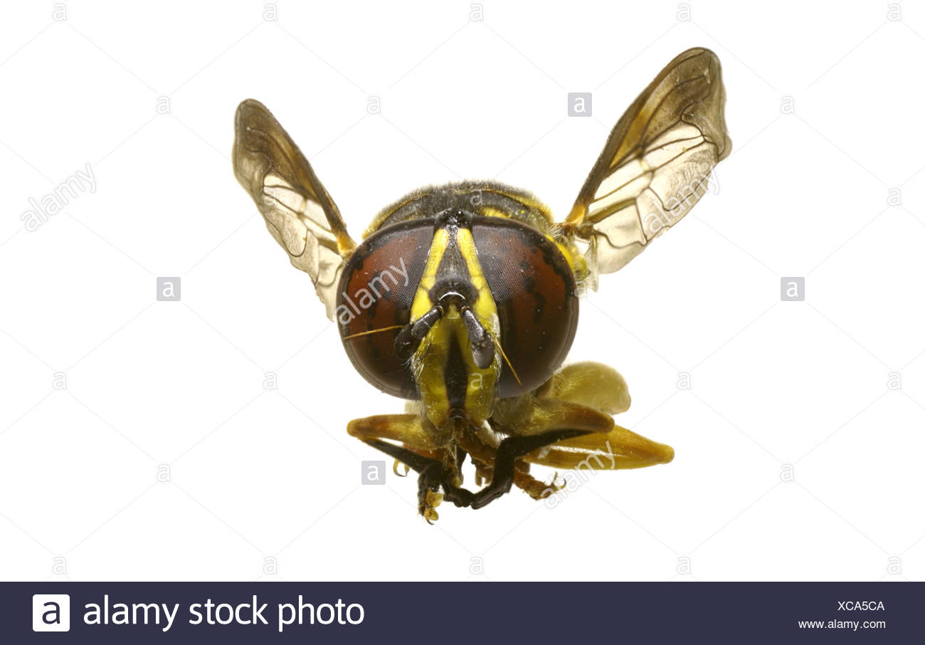 Hoover Fly High Resolution Stock Photography and Images - Alamy