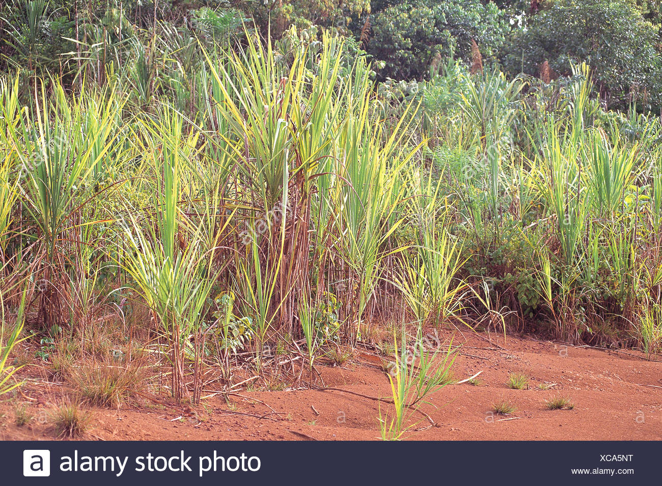 Yanomami Indians Of The Amazon High Resolution Stock Photography and ...