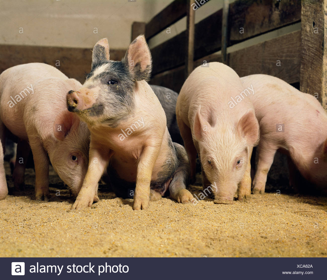 Crossbred Pigs High Resolution Stock Photography and Images - Alamy
