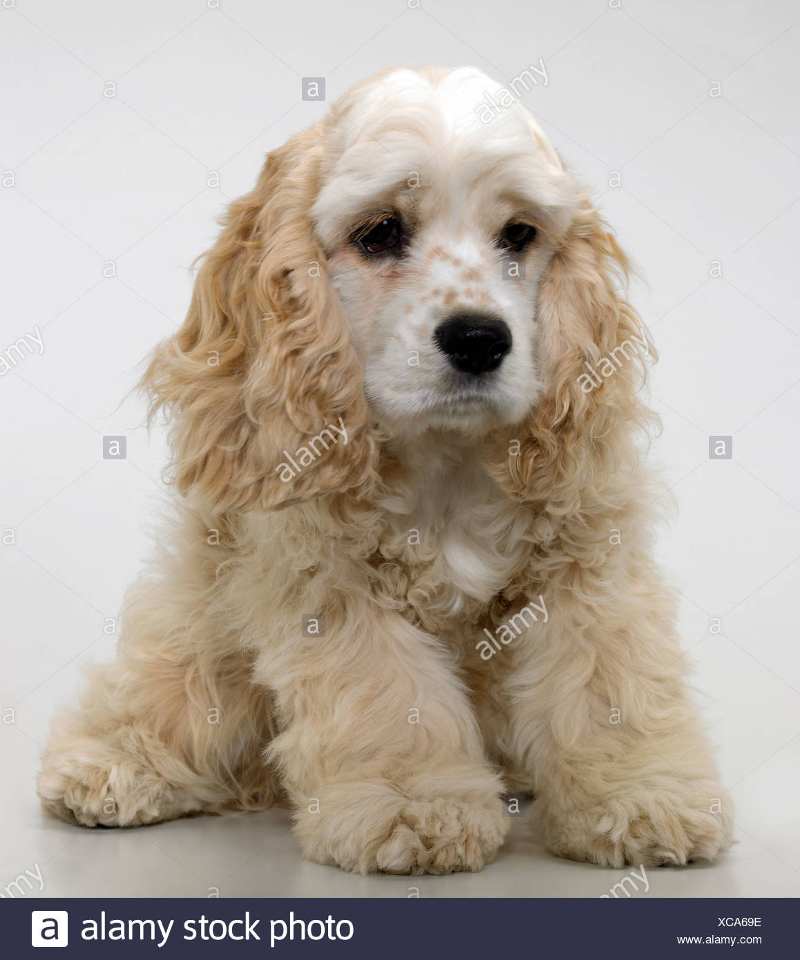 Spaniel Dog Vertical High Resolution Stock Photography and Images - Alamy
