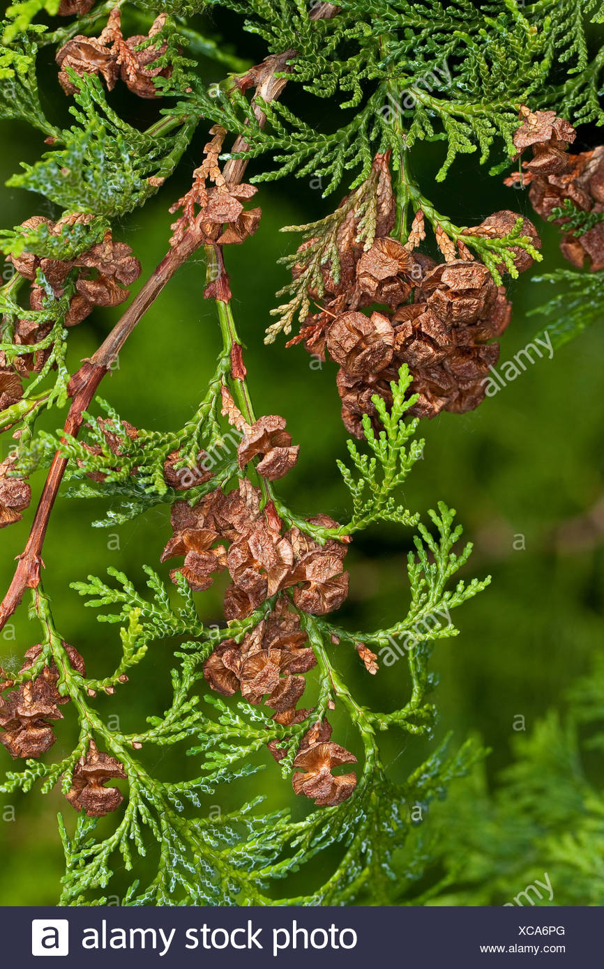 Hinoki Cypress High Resolution Stock Photography and Images - Alamy