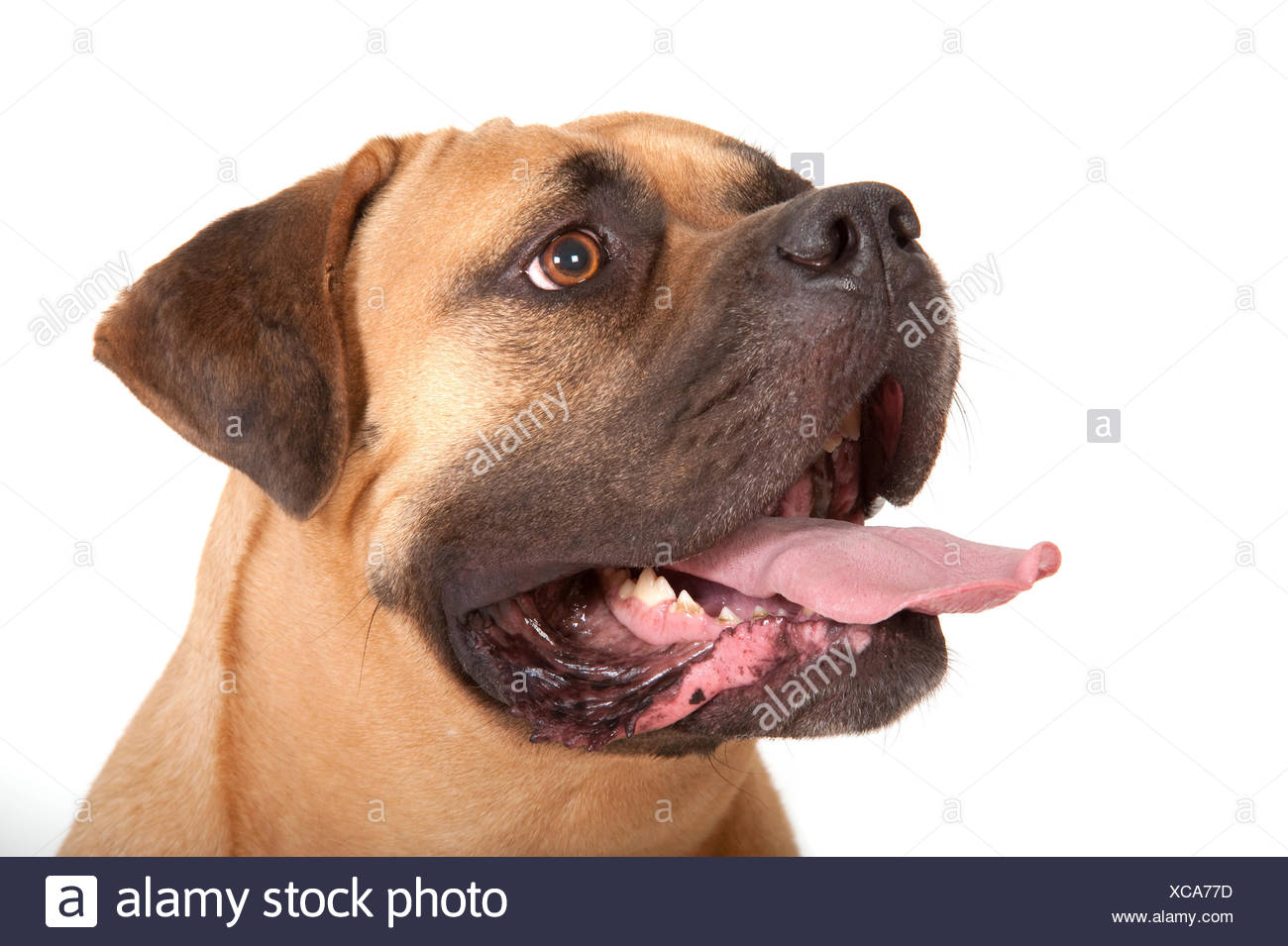 Boerboel Stock Photos & Boerboel Stock Images - Alamy