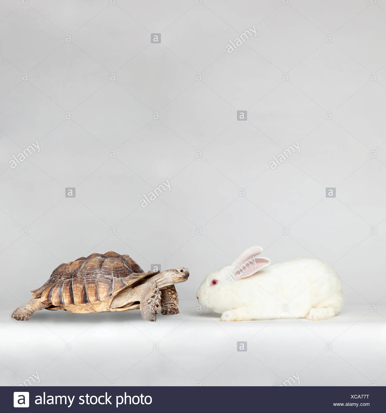 Rabbit And Turtle High Resolution Stock Photography and Images - Alamy