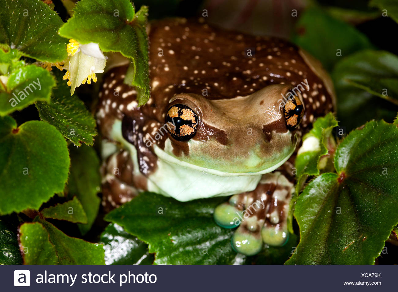 Milk Frog High Resolution Stock Photography and Images - Alamy
