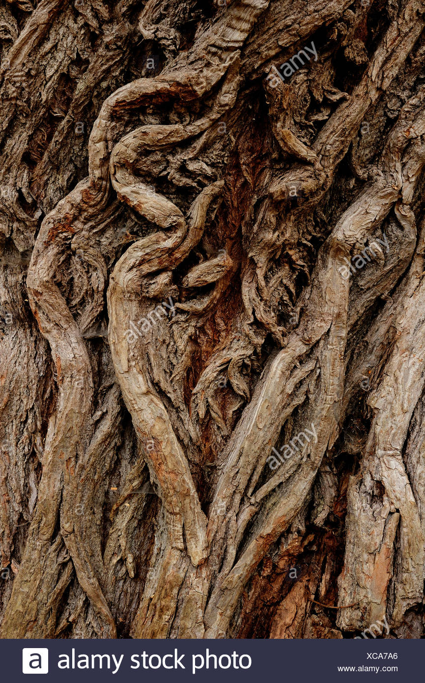White Willow Tree Bark High Resolution Stock Photography and Images - Alamy