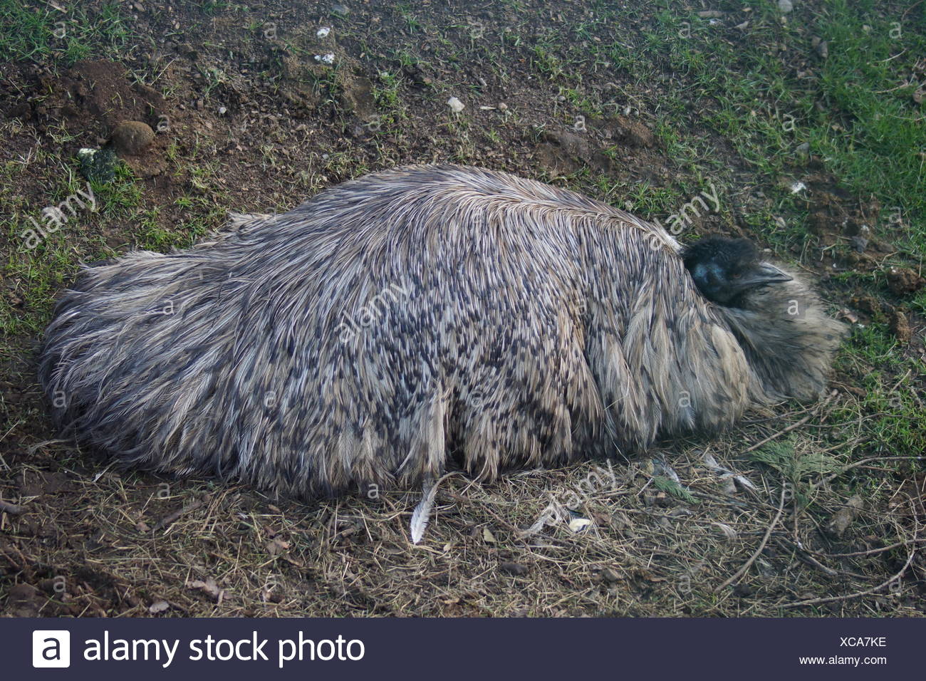 Emu Nest Stock Photos & Emu Nest Stock Images - Alamy