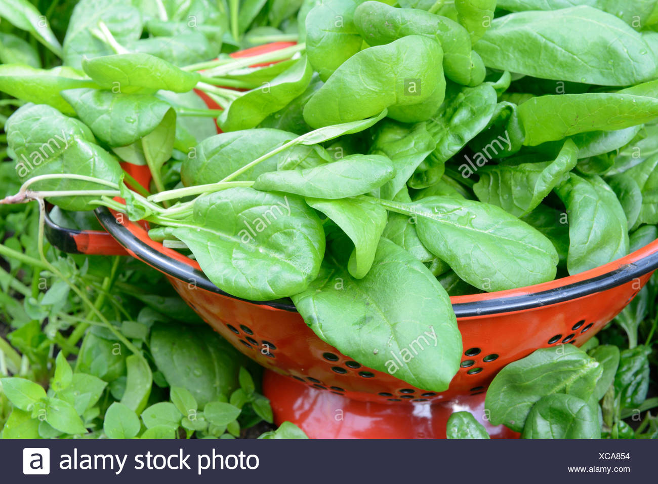 Harvesting Spinach High Resolution Stock Photography and Images - Alamy