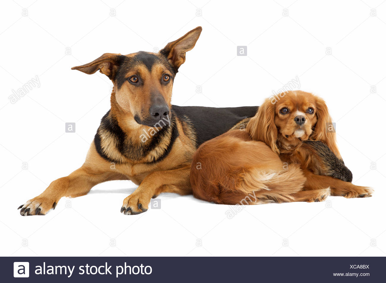 Charles Shepherd High Resolution Stock Photography and Images - Alamy